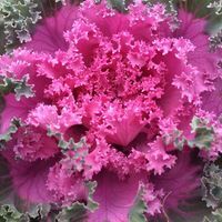 Hamlet is Not OK by R.A. Spratt | Goodreads