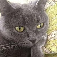 Too Hot To Touch by Louisa Edwards | Goodreads