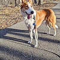 Nine Tailed (Realm of Four Kingdoms, #1) by Jayci Lee | Goodreads