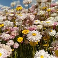 Kaldoras (The Medoran Chronicles, #6) by Lynette Noni | Goodreads