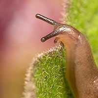 Brainstorms: Philosophical Essays on Mind and Psychology by Daniel C ...