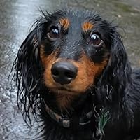 False Dawn by Chelsea Quinn Yarbro | Goodreads