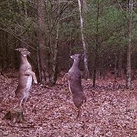 The Millennium Wolves Series (Books 1-8) by Sapir A. Englard | Goodreads