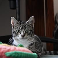 The Millennium Wolves (The Millennium Wolves, #1) by Sapir A. Englard ...