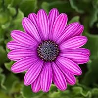 A Dragon's Guide to the Care and Feeding of Humans by Laurence Yep ...