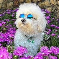 Ashen Son (The War of Lost Hearts, #0.5) by Carissa Broadbent | Goodreads