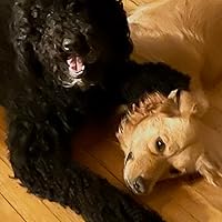 Sinful Oath (Koslov Bratva #1) by Kira Cole | Goodreads