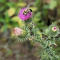 The Joys of Motherhood by Buchi Emecheta | Goodreads