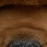 Someday Angeline (Someday Angeline, #1) by Louis Sachar | Goodreads