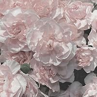 Ruby Holler by Sharon Creech | Goodreads