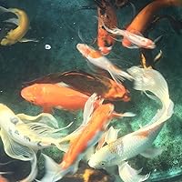 Doglands by Tim Willocks | Goodreads