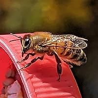 Rescue in the Pacific: A True Story of Disaster and Survival in a Force ...