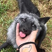 The Bar Book: Elements of Cocktail Technique by Jeffrey Morgenthaler ...