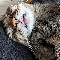 The Pool of Two Moons (The Witches of Eileanan, #2) by Kate Forsyth ...