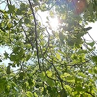 Gweilo: Memories of a Hong Kong Childhood by Martin Booth | Goodreads