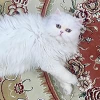 Ingenious Pain by Andrew Miller | Goodreads