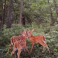 Jillian by Halle Butler | Goodreads