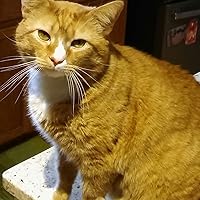 Deadly Betrayal (Angus Brodie & Mikaela Forsythe #8) by Carla Simpson ...