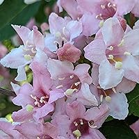 They Call Me No Sam! by Drew Daywalt | Goodreads