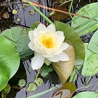 Le Dernier Camelot by Marie-Renée Lavoie | Goodreads