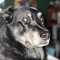 Con/Artist: The Life and Crimes of the World's Greatest Art Forger by ...