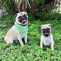 Clara: The Early Years: The Story of the Pug Who Ruled My Life by Margo ...