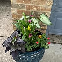 Dark Bringer (Kingdom of Runes, #5) by Audrey Grey | Goodreads