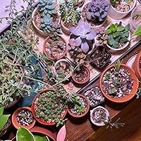 Good Energy: The Surprising Connection Between Metabolism and Limitless ...