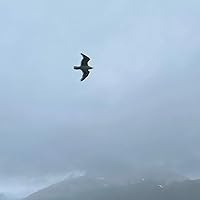 The Wild Book by Margarita Engle | Goodreads