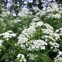 Cloistered: My Years as a Nun by Catherine Coldstream | Goodreads