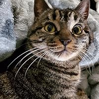 The Peculiar Garden of Harriet Hunt by Chelsea Iversen | Goodreads