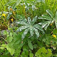 Loving John: The Untold Story by May Pang | Goodreads