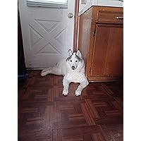 Sinful Oath (Koslov Bratva #1) by Kira Cole | Goodreads