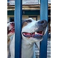 AMYGDALA by Sam Fennah | Goodreads