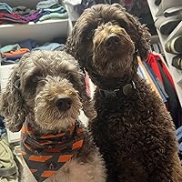 The Secret of the Yellow Death: A True Story of Medical Sleuthing by ...