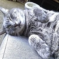 Real Ultimate Power: The Official Ninja Book by Robert Hamburger ...