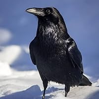 Prairie Edge by Conor Kerr | Goodreads