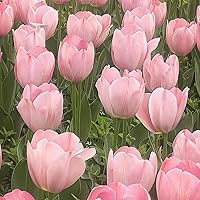 The Smoking Mirror (Garza Twins, #1) by David Bowles | Goodreads