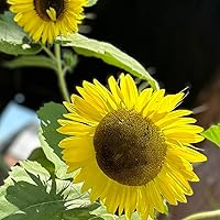 The Duke of Deception: Memories of My Father by Geoffrey Wolff | Goodreads