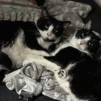 On Justice, Power and Human Nature: Selections from The History of the ...