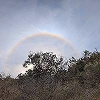 The Lottery Rose by Irene Hunt | Goodreads