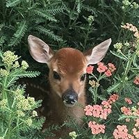 Storm Child (Cyrus Haven, #4) by Michael Robotham | Goodreads