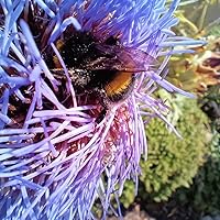 The Brass Wyvern (The Blessed Imperium Book 1) by Bronte-Marie Wesson ...