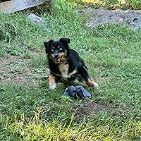Survival in the Storm: The Dust Bowl Diary of Grace Edwards by Katelan ...