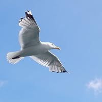 Unprotected: A Campus Psychiatrist Reveals How Political Correctness in ...