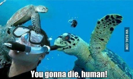 The Turtle Boy (Timmy Quinn #1) by Kealan Patrick Burke — Reviews ...