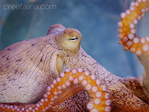 The Soul of an Octopus: A Surprising Exploration into the Wonder of ...